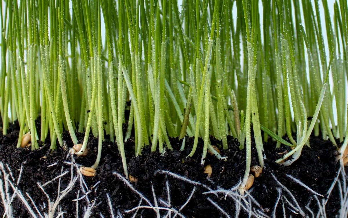 Healing from the Roots - Natural Ways to Encourage Hair Regrowth